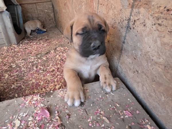 Cane Corso - farm & garden - by owner - sale - craigslist