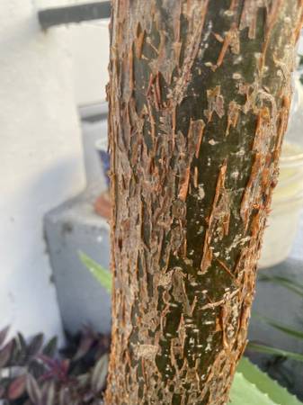 Gumbo Limbo TREE FOR SALE in Miami Beach - Height 13’ - Pick up ONLY ...