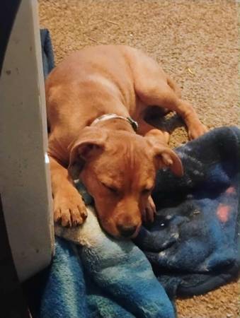 mastiff lab sherped mix puppy - pets - craigslist