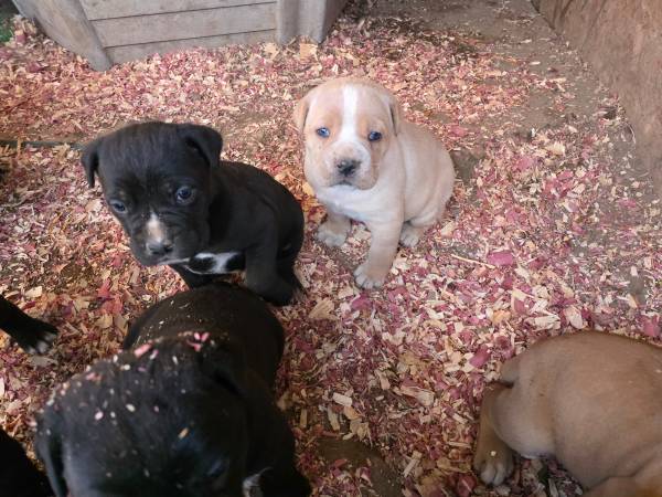 Cane Corso - farm & garden - by owner - sale - craigslist