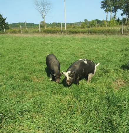 IPP Idaho Pasture Pigs, Pasture Raised Butcher Pigs - farm & garden ...