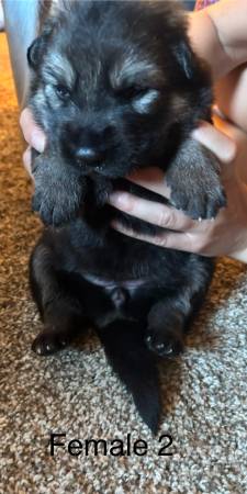 German Shepherd/ Husky Mix Puppies - pets - craigslist