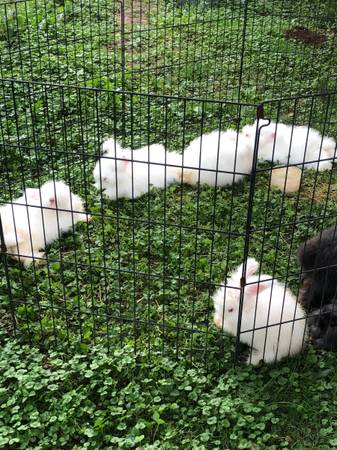 English angora rabbits. Beautiful - farm & garden - by owner - sale ...