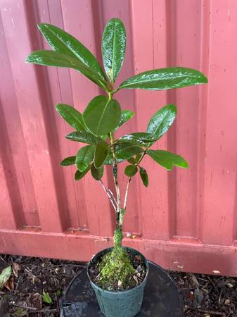 Vireya Rhododendrons - Potted - SALE! - farm & garden - by owner - sale ...