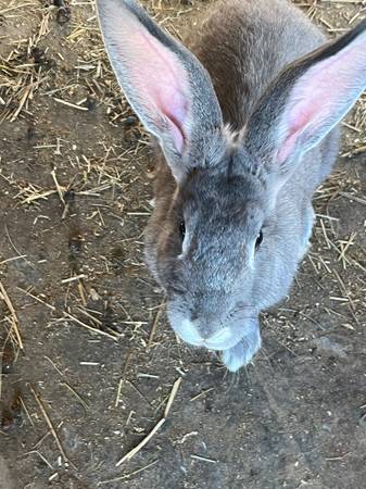 Flemish giants and Rex rabbits - farm & garden - by owner - sale ...