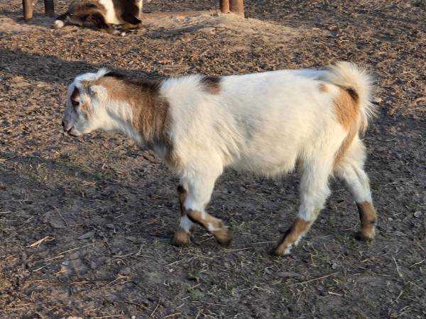 Mini Lamancha Dairy Goat - farm & garden - by owner - sale - craigslist