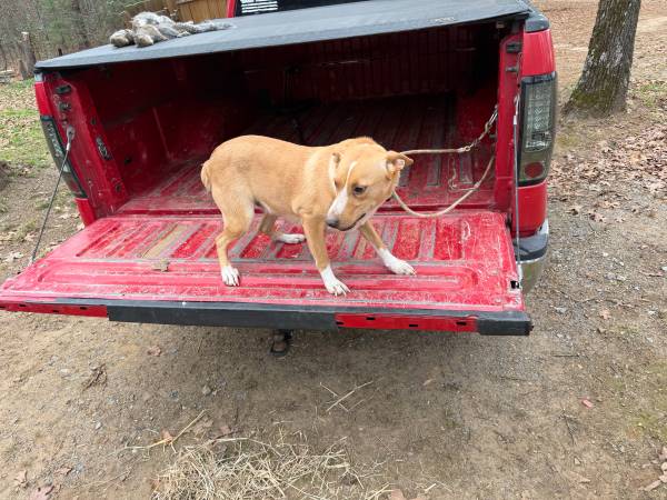 Fiest female free - pets - craigslist