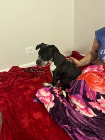 Oreo color pit/bully puppy - pets - craigslist