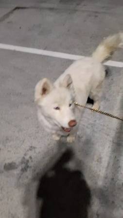 Clementine - pets - craigslist