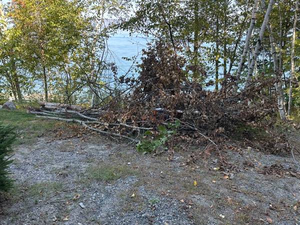 Tree branch removal - labor gigs - craigslist