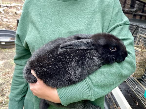 Silver Fox Rabbits - farm & garden - by owner - sale - craigslist