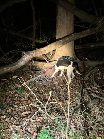 Treeing walker coon hounds - farm & garden - by owner - sale - craigslist