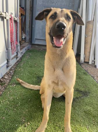 Sweetheart 7 month old Pup - pets - craigslist