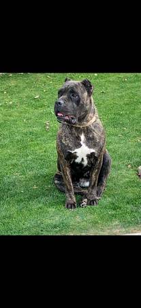 Rehoming 6 year old Cane Corso - farm & garden - by owner - sale ...