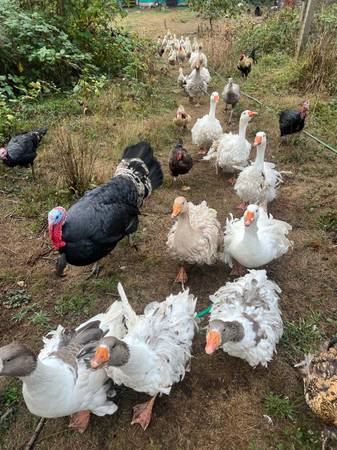 Ducks and Geese - farm & garden - by owner - sale - craigslist