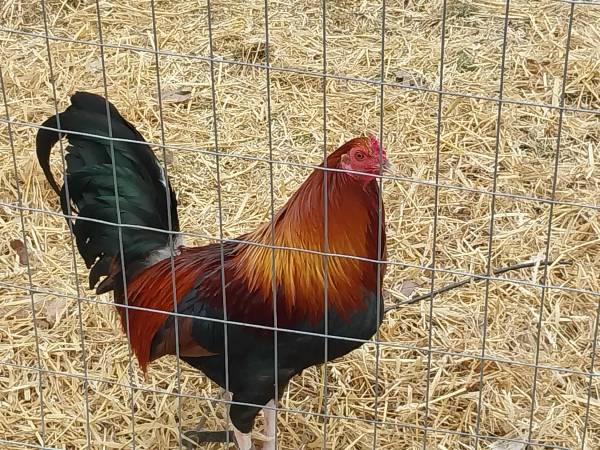 Roosters - farm & garden - by owner - sale - craigslist