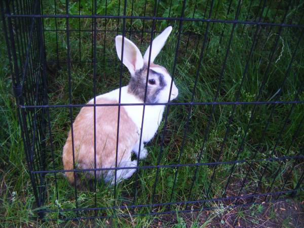 Mini Rex Doe ~ She is Gorgeous - farm & garden - by owner - sale ...