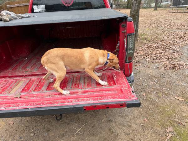 Fiest female free - pets - craigslist