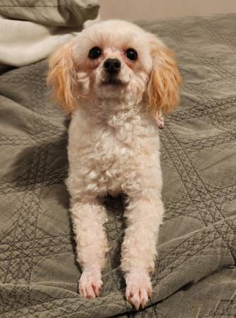Teacup Poodle Female 10 months Rehoming - pets - craigslist