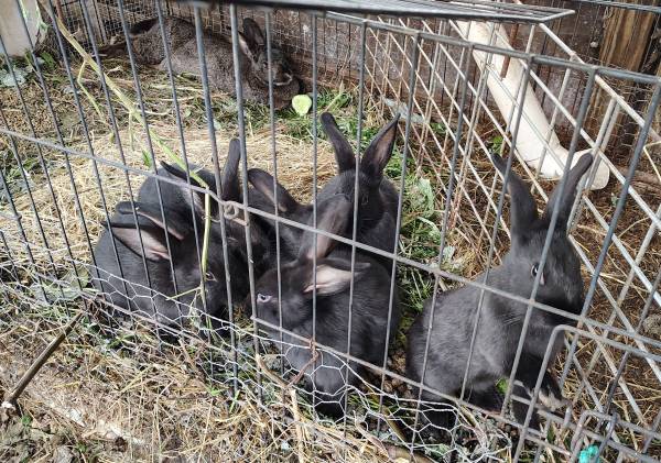 8 week old Black Mixed Large Meat Breed Rabbits - farm & garden - by ...