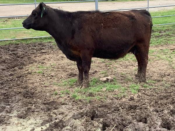 Miniature LowLine Angus Cows, Heifers, Calves, Bulls - farm & garden ...